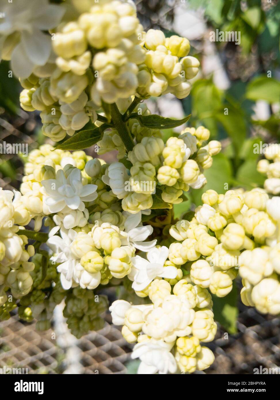 Beautiful white lilac bush full of buds and flowers. Spring concept ...