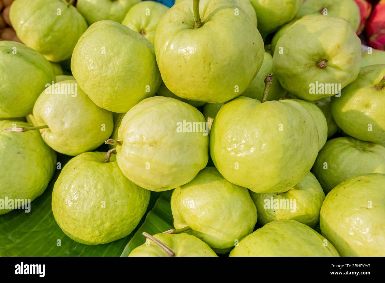 A pile of natural organic guava under the evening sunlight Stock Photo ...