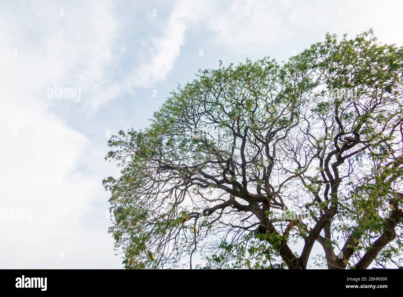 The tree canopy with sky background Stock Photo - Alamy