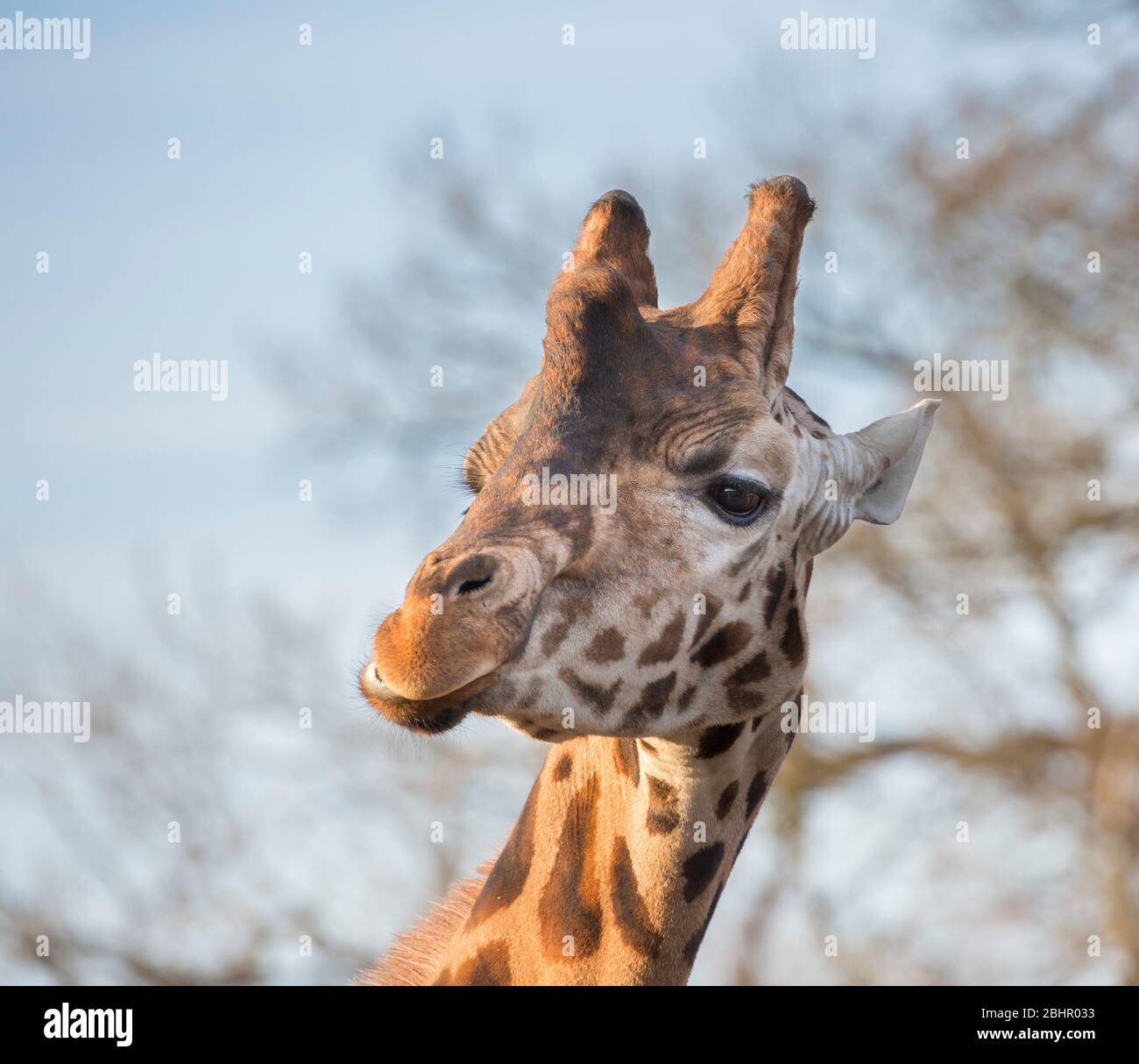 Front view close up of giraffe animal head (Giraffa camelopardalis ...