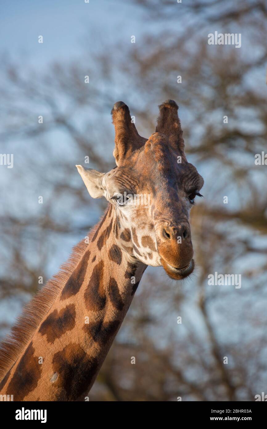 Front view close up, giraffe animal head (Giraffa camelopardalis ...
