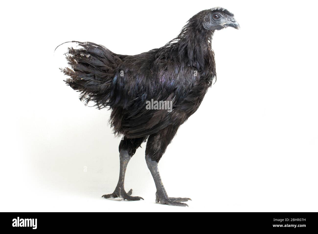 Black Ayam Cemani Chicken isolated on white background Stock Photo - Alamy