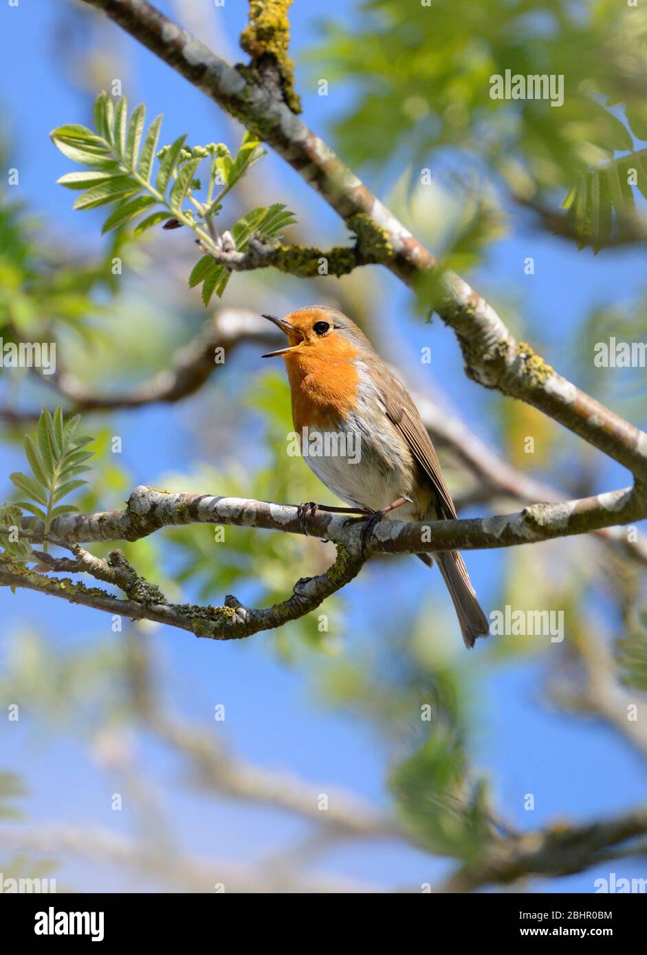 Robin with open beak hi-res stock photography and images - Alamy