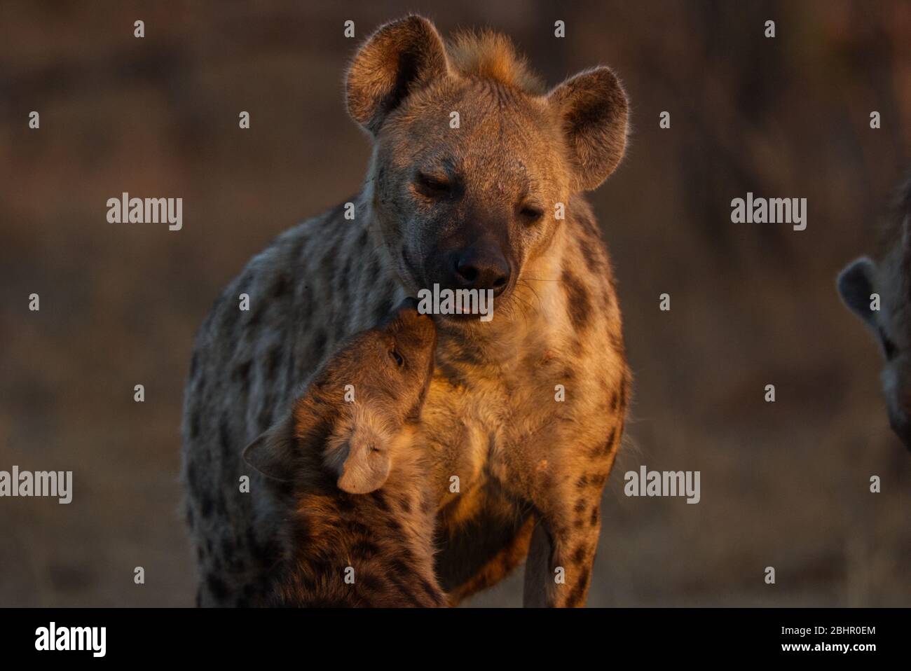Cuddles animals hi-res stock photography and images - Alamy