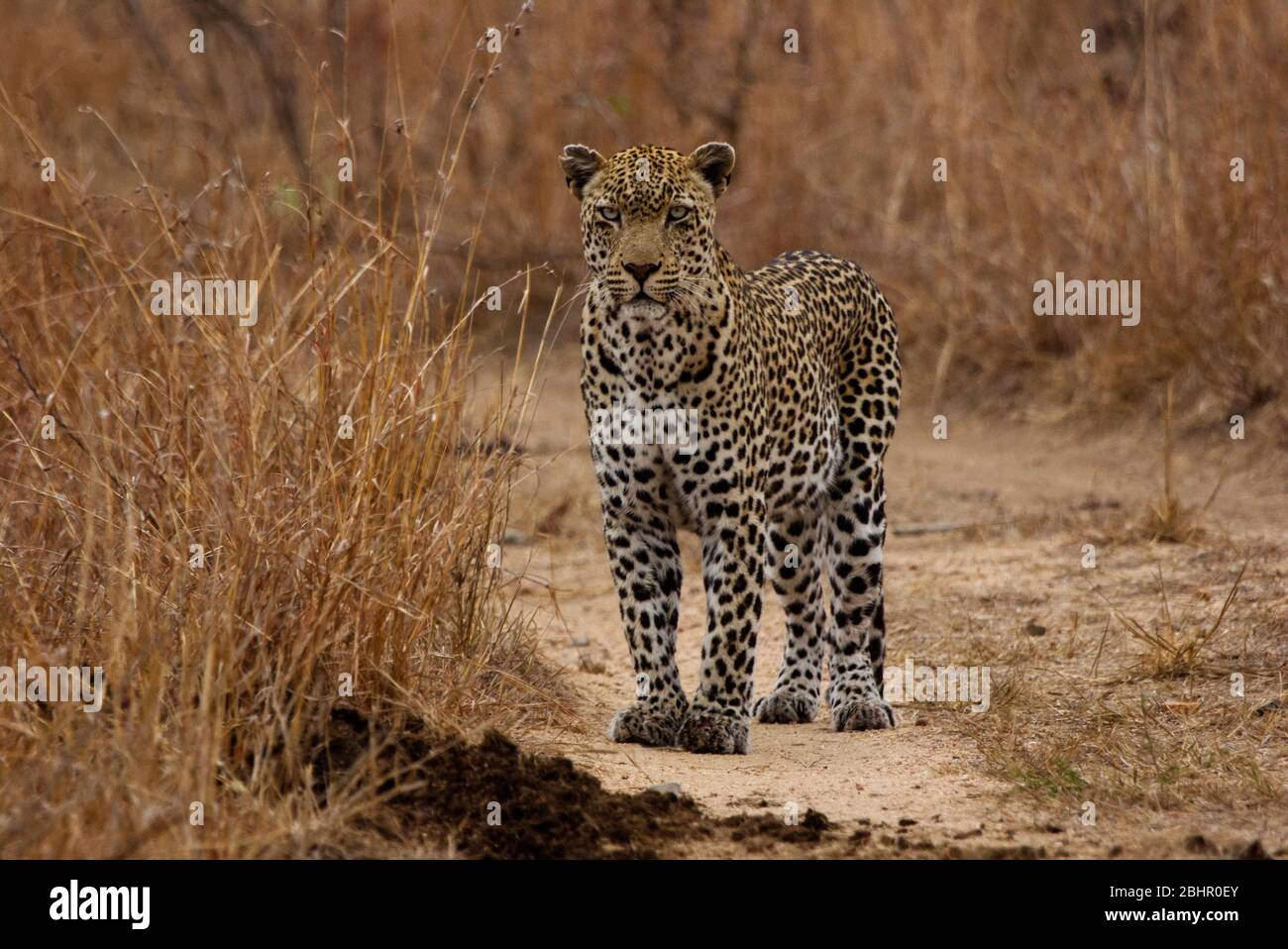 Leopard focus hi-res stock photography and images - Alamy