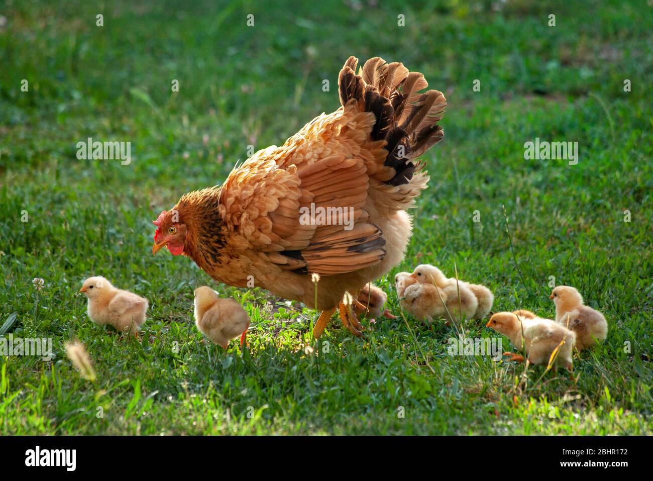 Grass hen chickens hi-res stock photography and images - Alamy