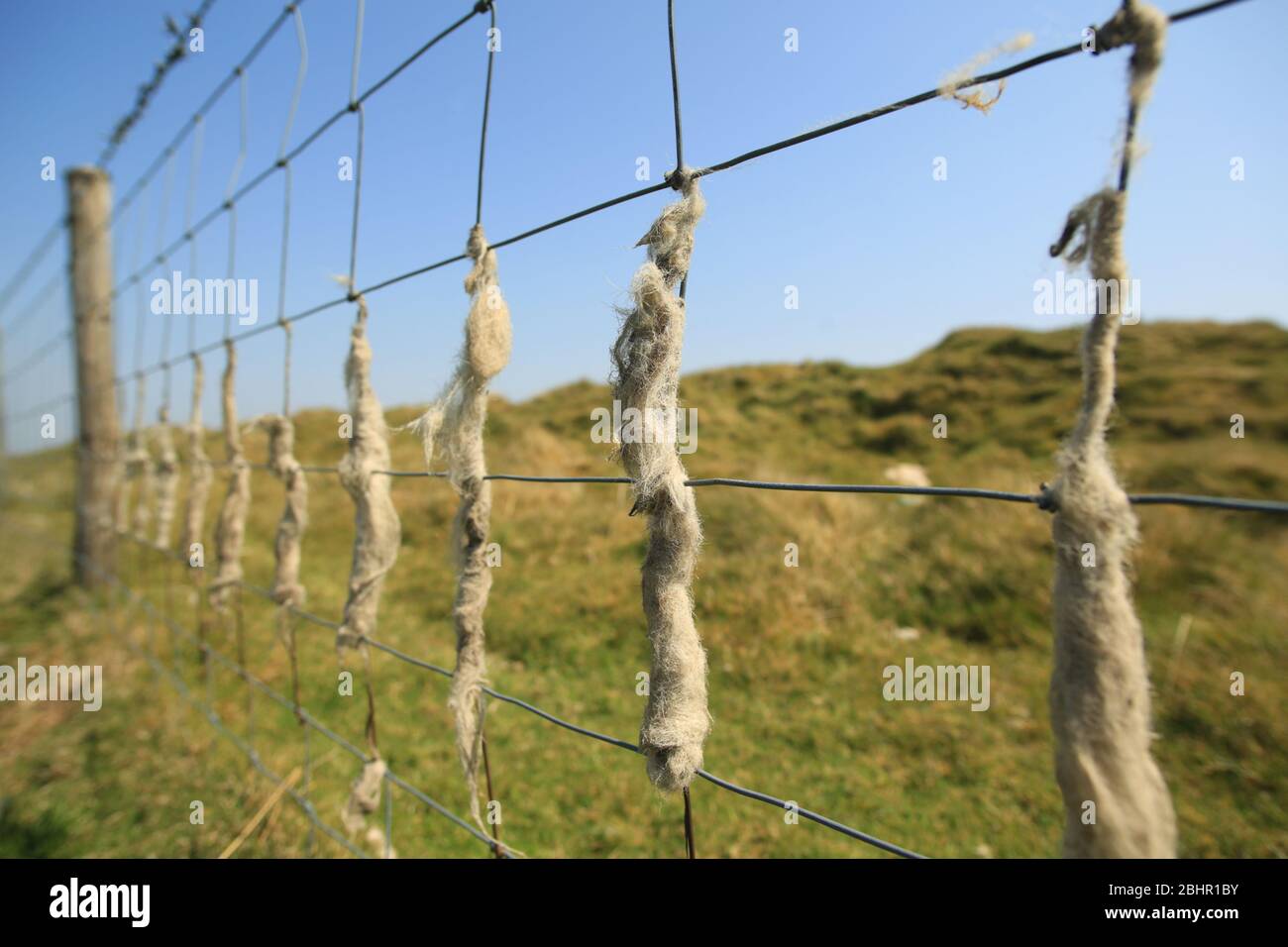 Sheep wool caught on a wire fence hi-res stock photography and images ...