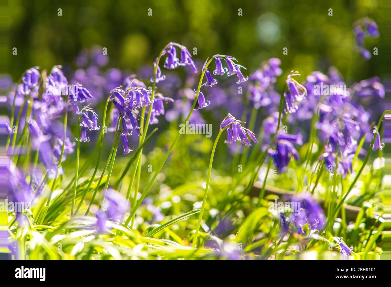 Beautiful beauty blooming bluebells britain hi-res stock photography ...