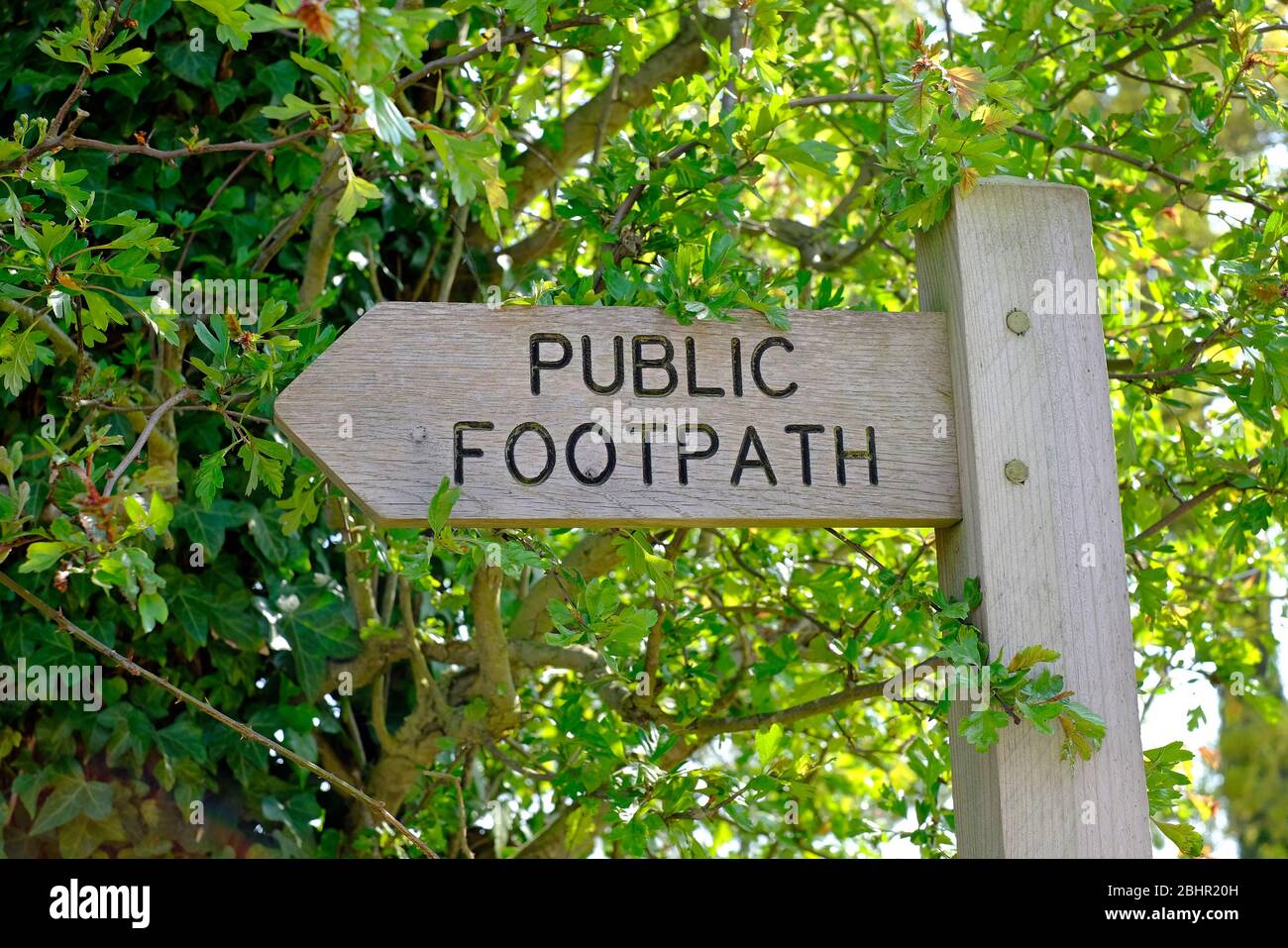 timber public footpath sign in hedgerow, norfolk, england Stock Photo ...