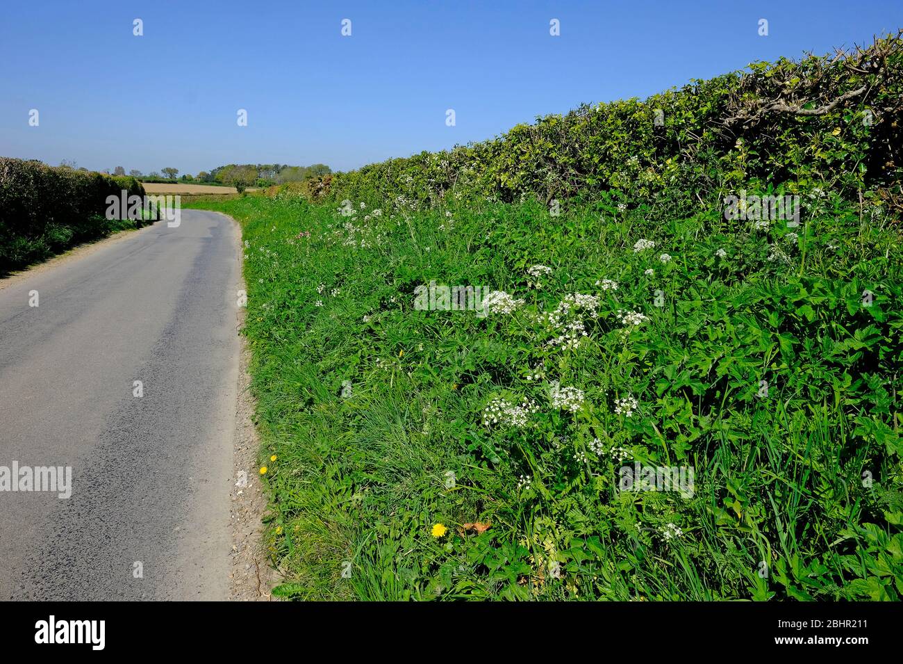 Road side verges hi-res stock photography and images - Alamy