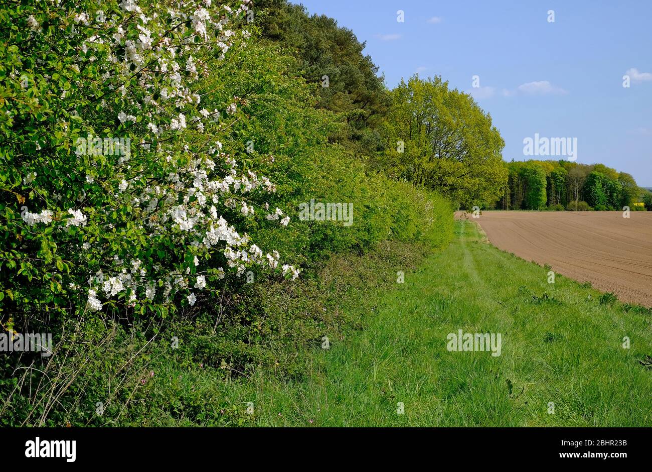 Tall hedges hi-res stock photography and images - Alamy