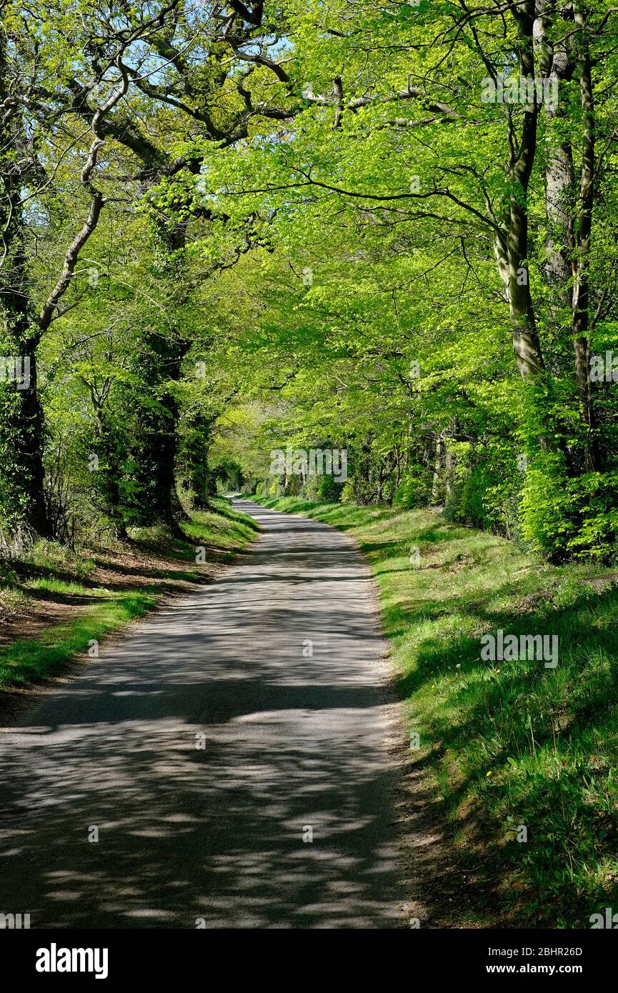 Green leaves on trees hi-res stock photography and images - Alamy