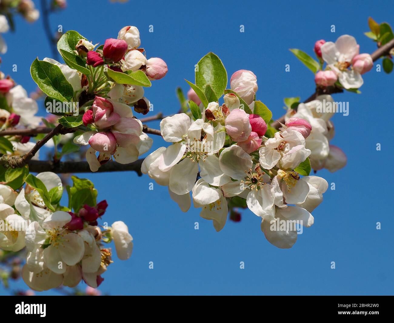 Beach apple tree hi-res stock photography and images - Alamy
