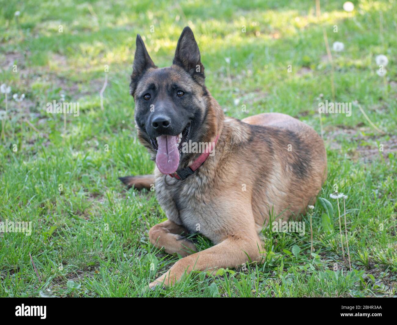 Sable Belgian Malinois