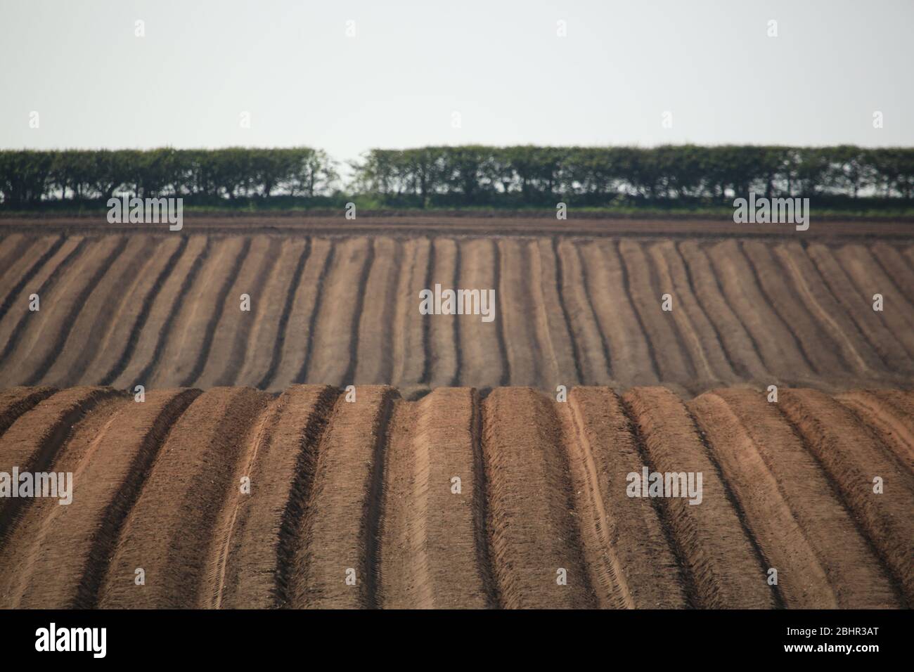 Ridge and furrow ploughed field in England, UK Stock Photo - Alamy