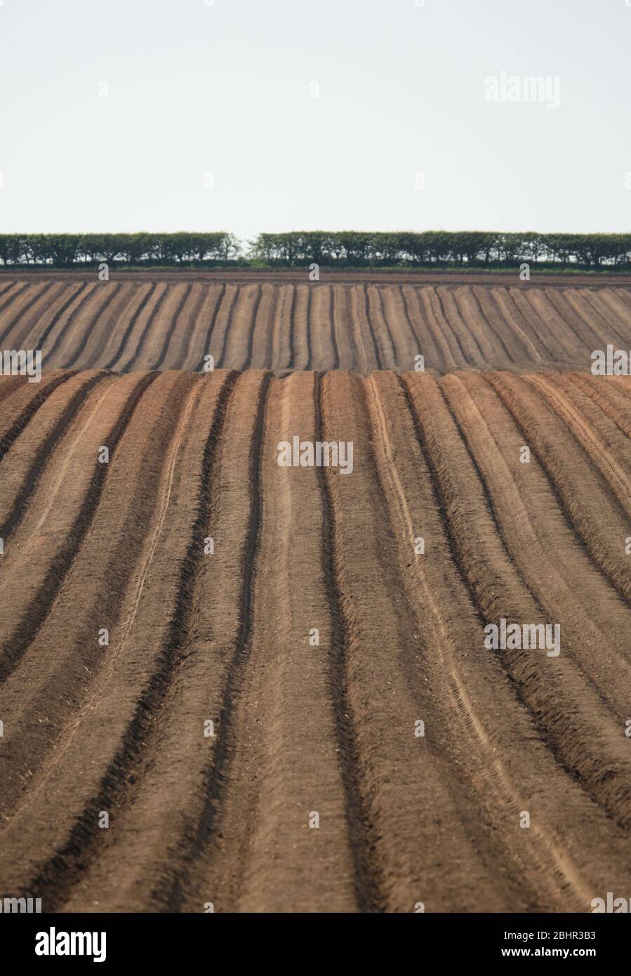 Ridge and furrow ploughed field in England, UK Stock Photo - Alamy