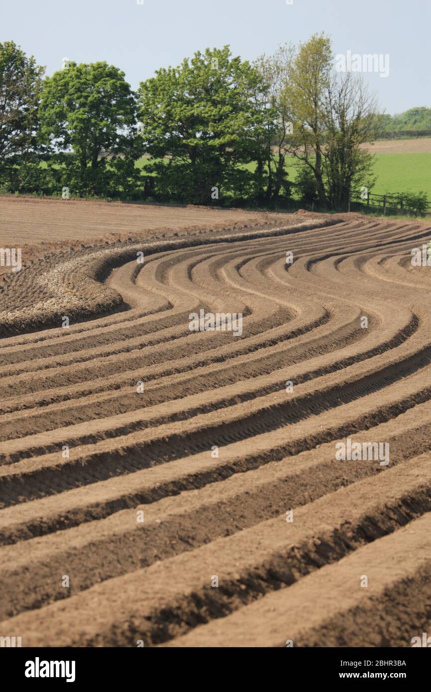 Ridge and furrow ploughed field in England, UK Stock Photo - Alamy