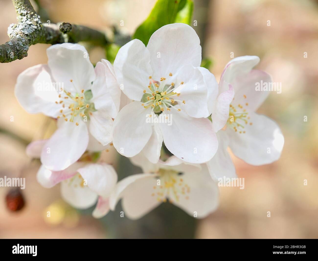 Beach apple tree hi-res stock photography and images - Alamy