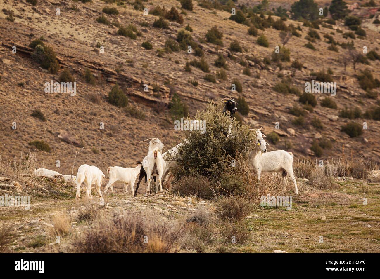 Goats eating a bush in Spain Stock Photo - Alamy