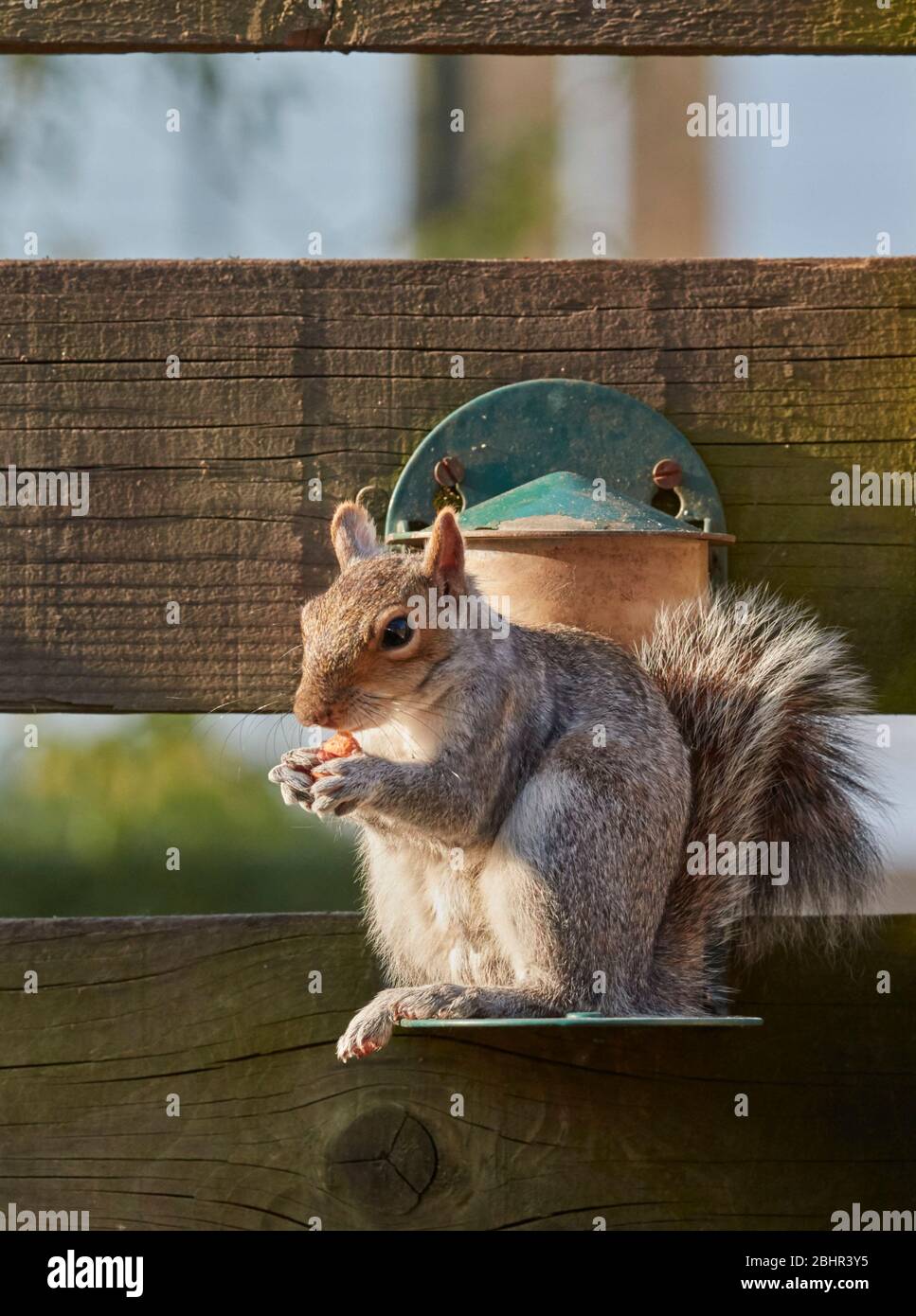 Grey squirrel eating sciurus hi-res stock photography and images - Alamy