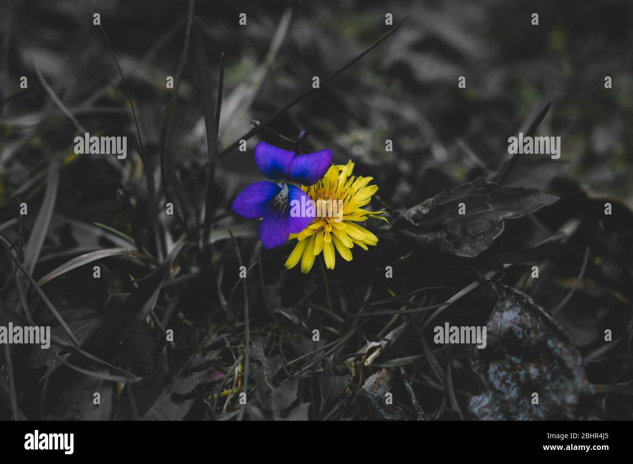Friendship flowers hi-res stock photography and images - Alamy