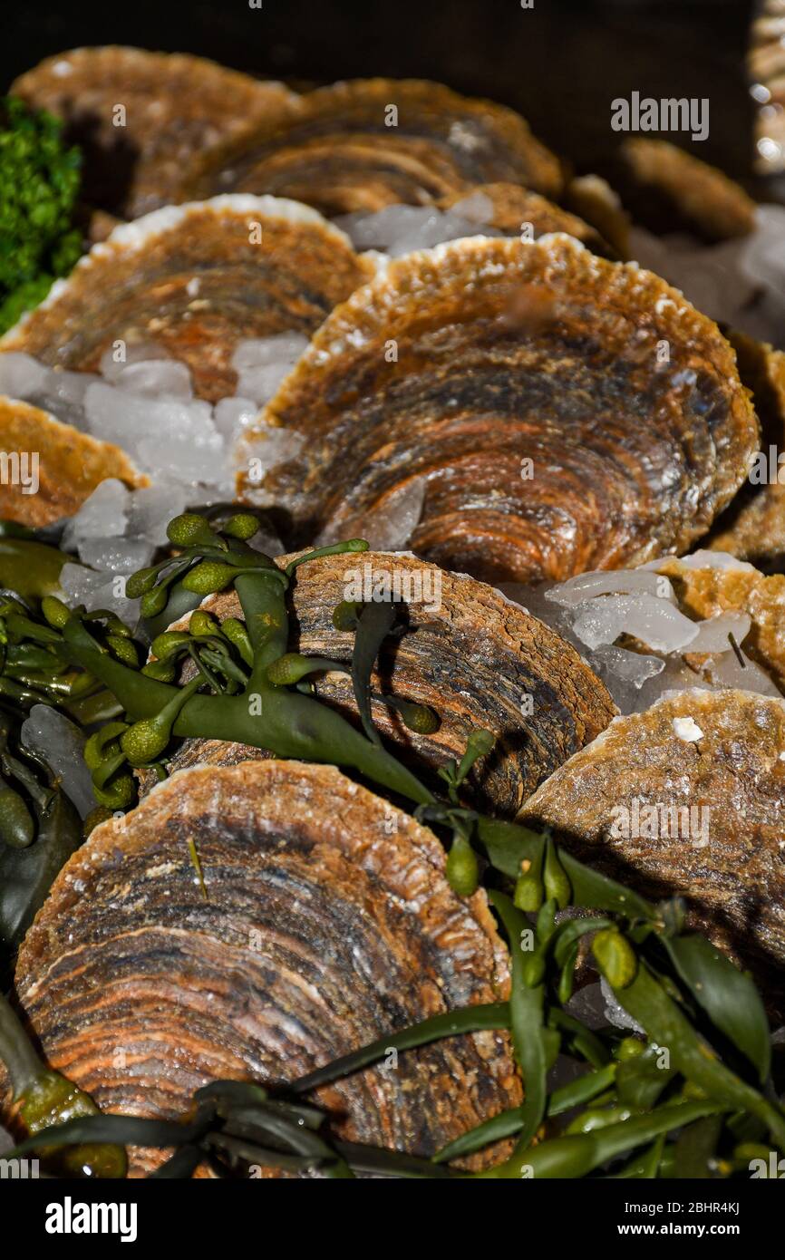 Oyster is the common name for a number of different families of salt ...