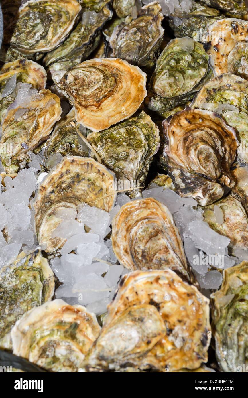 Oyster is the common name for a number of different families of salt ...