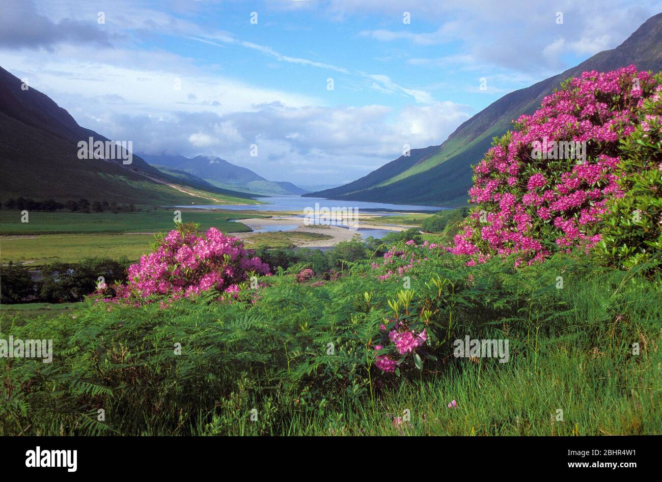 Rhododendron And Loch High Resolution Stock Photography and Images - Alamy