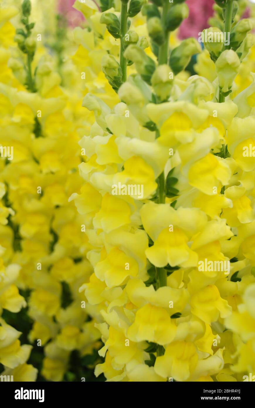 colorful Snap dragon (Antirrhinum majus) blooming in garden background ...