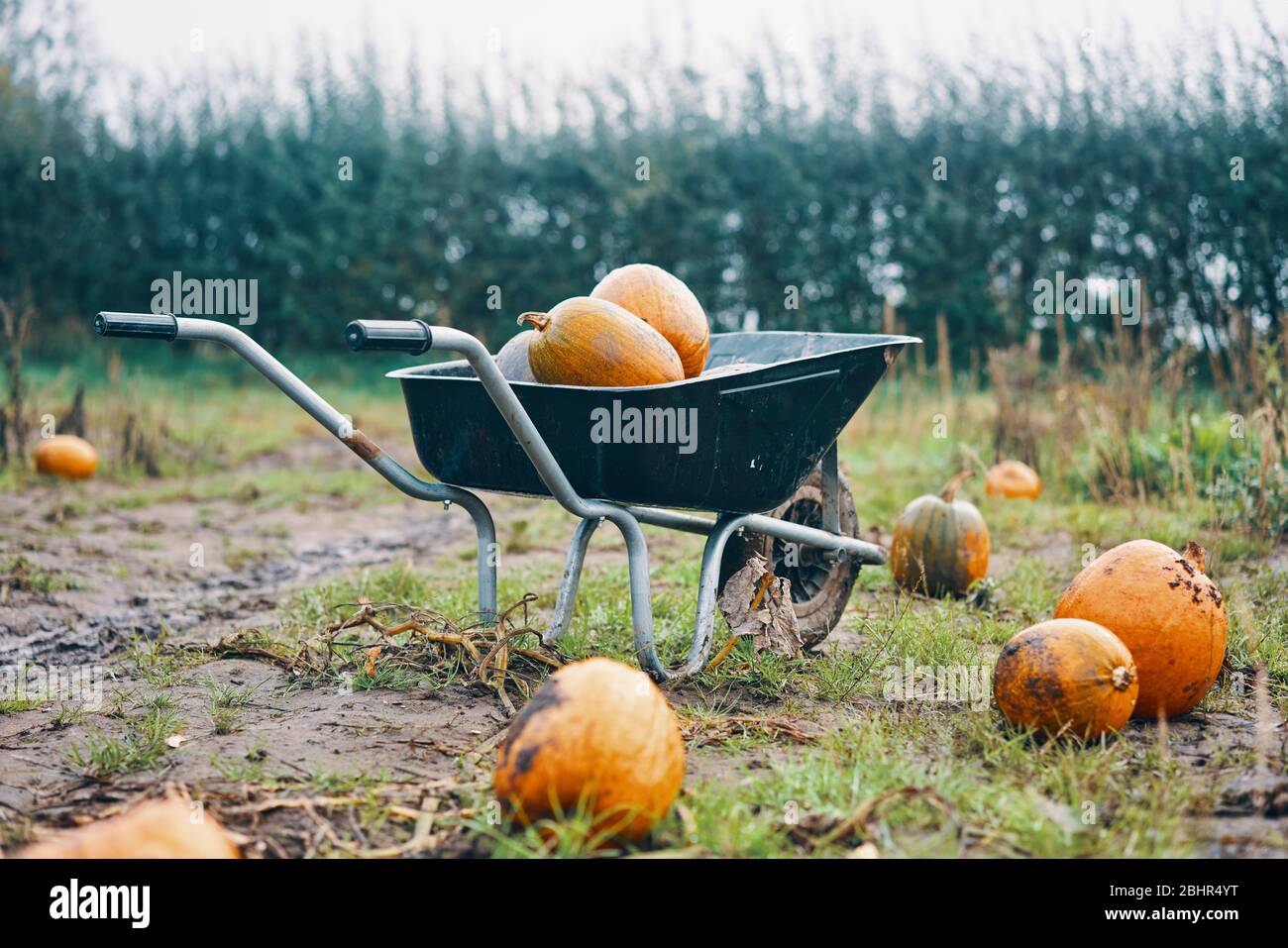 A wheelbarrow of pumpkins in a pumpkin field Stock Photo - Alamy