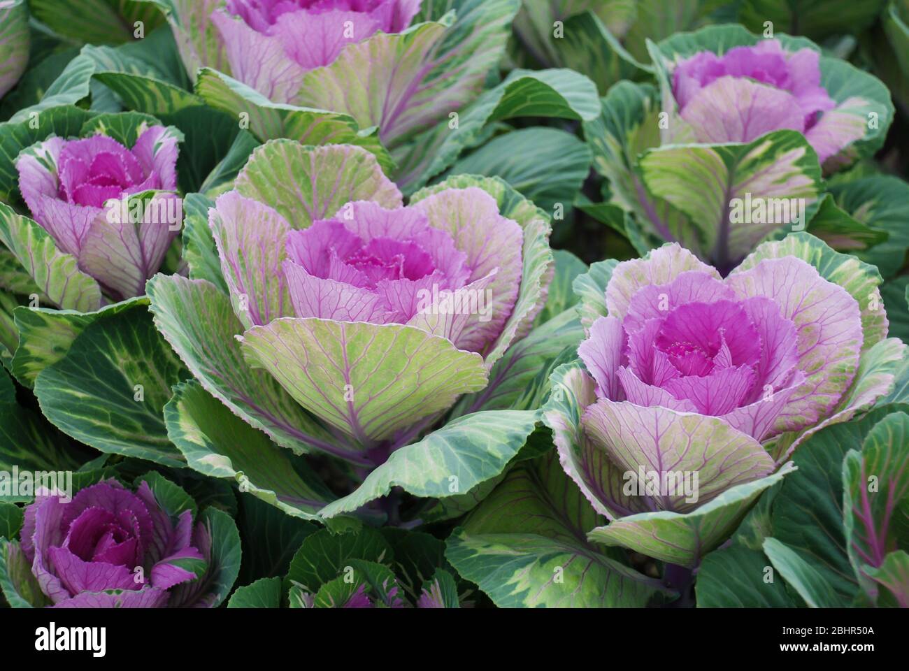 Ornamental cabbage in botanical garden, flowers and plants, environment ...