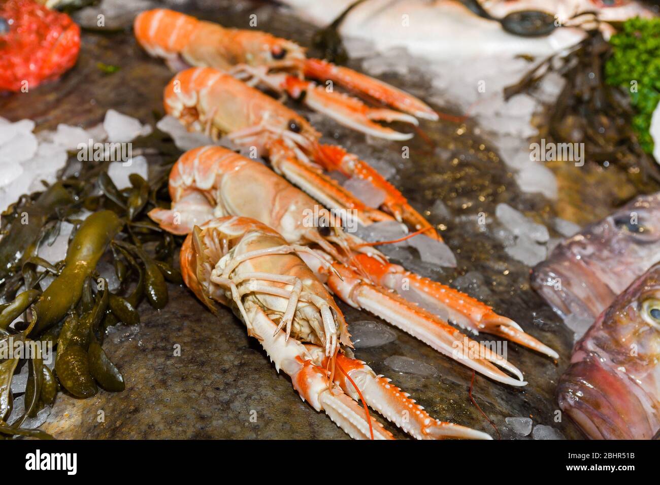 Nephrops norvegicus, known variously as the Norway lobster, Dublin Bay ...