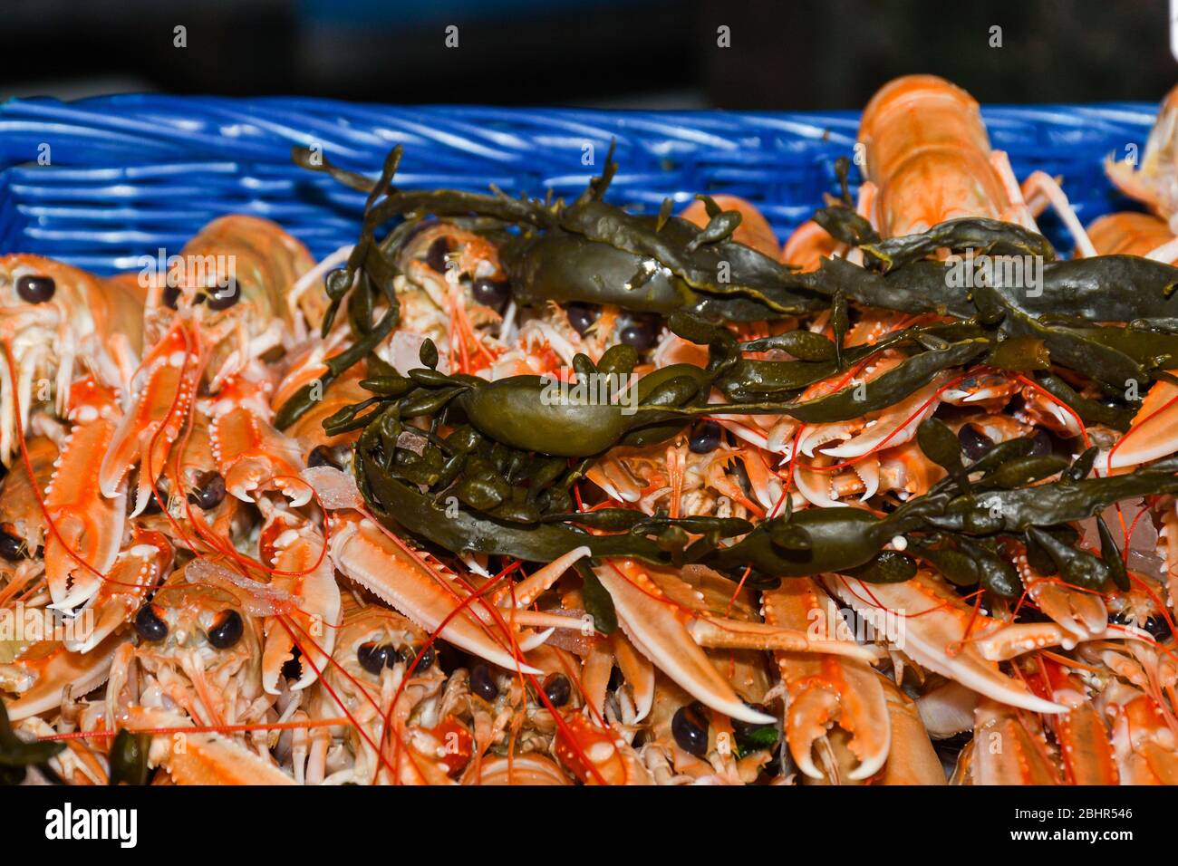 Prawn shrimp langoustine norway lobster scampi crustacean hi-res stock ...
