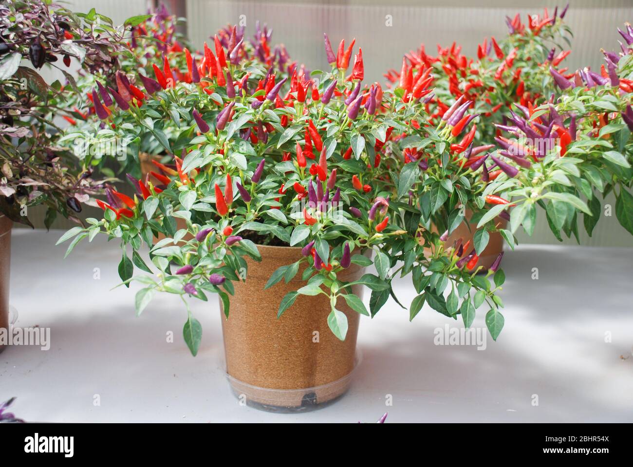 Ornamental pepper (dwarf pepper, Capsicum annuum), potted pepper Stock ...