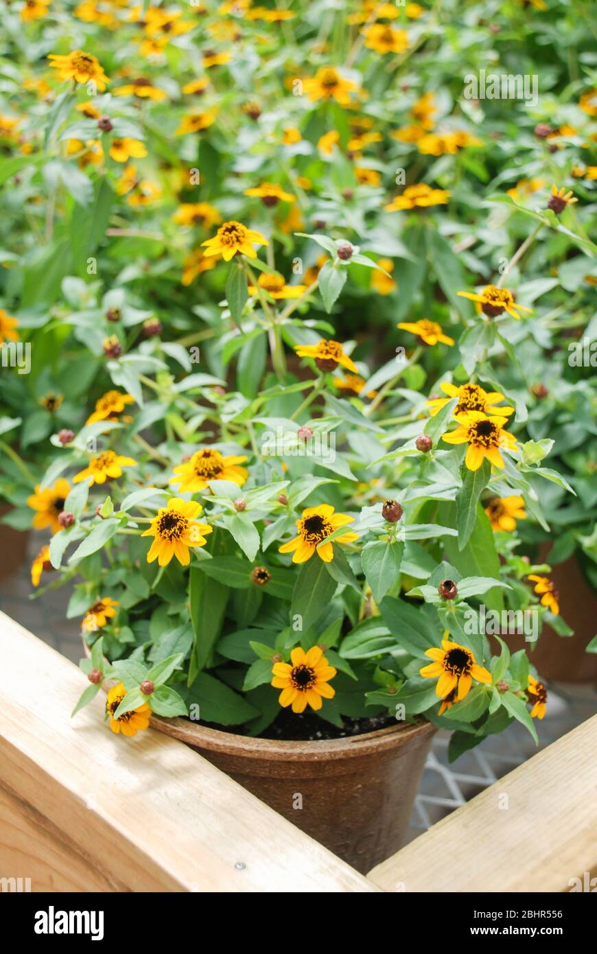 Mini Zinnia growing in a pot with a shallow focus, dwarf zinnia flowers ...