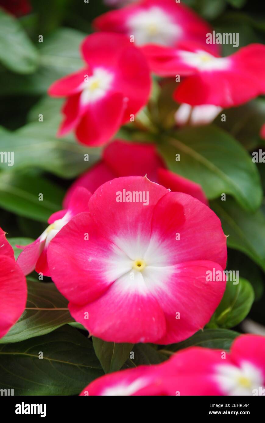 foliage vinca flowers, rose vinca flowers (madagascar periwinkle ...