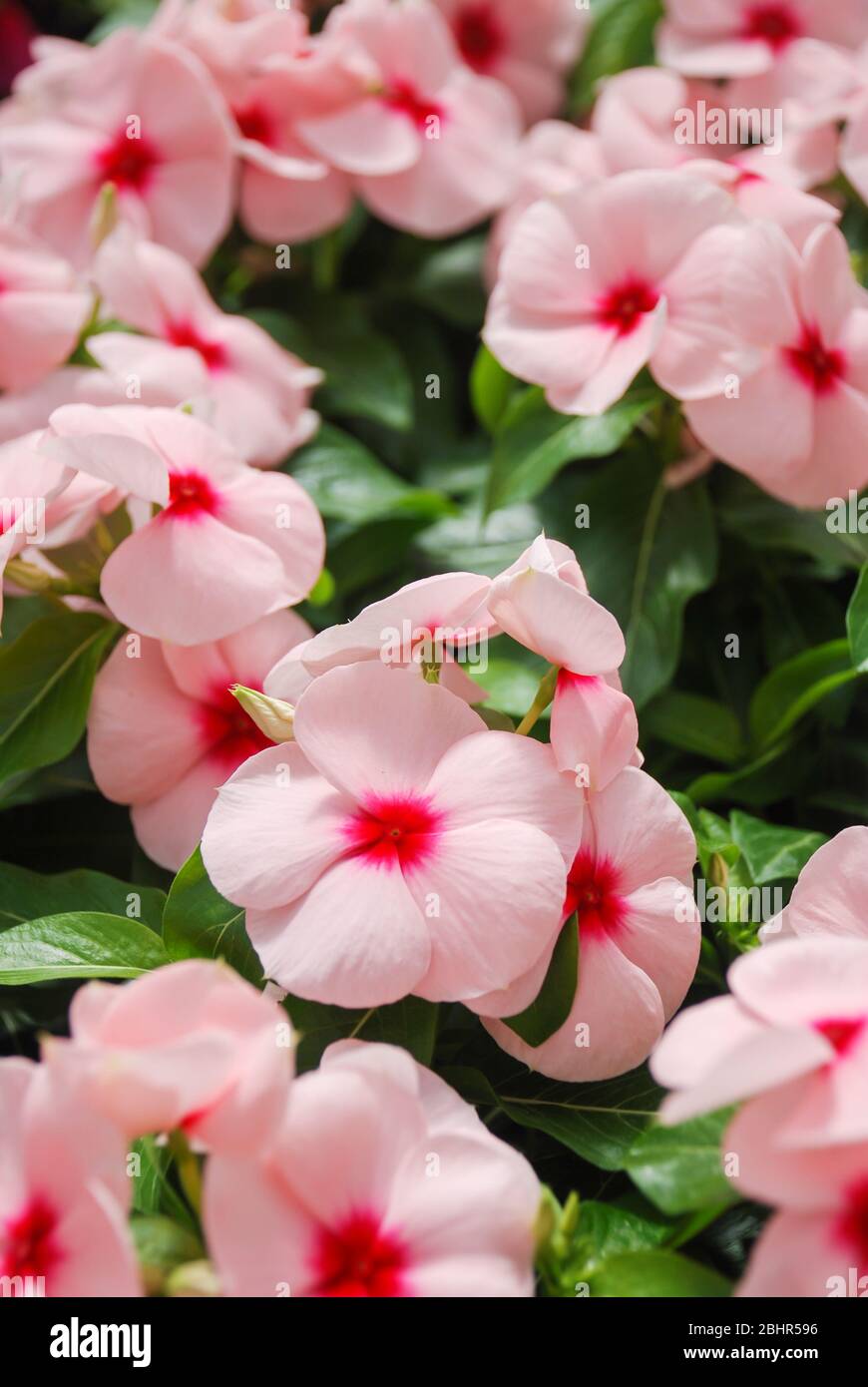 foliage vinca flowers, pink vinca flowers (madagascar periwinkle ...