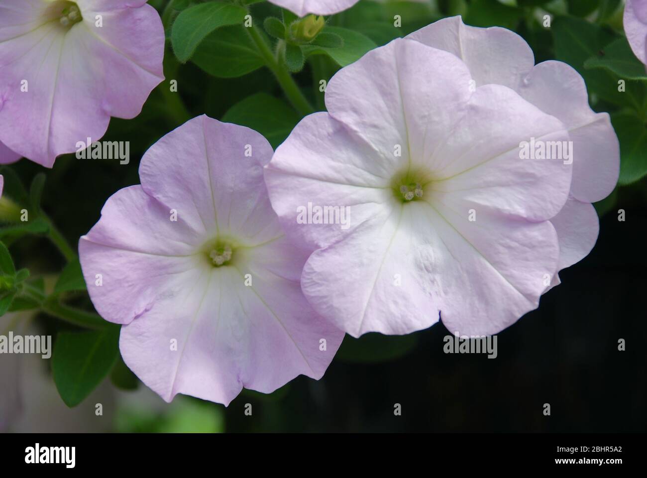 Petunia ,Petunias in the tray,Petunia in the pot, light violet color ...