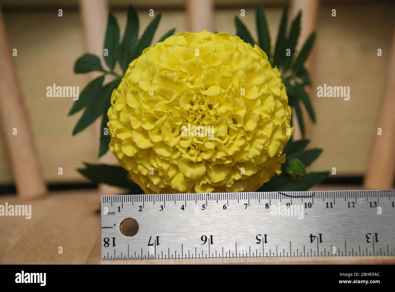 Marigolds Yellow Color (Tagetes erecta, Mexican marigold, Aztec ...