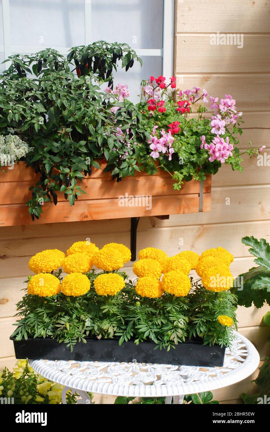 Marigolds Yellow Color (Tagetes erecta, Mexican marigold, Aztec ...