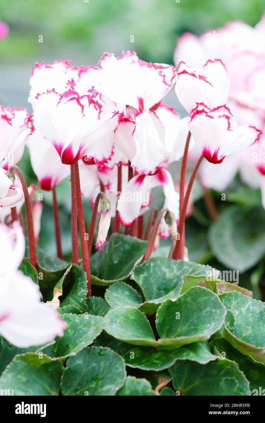 Pink green ivy plant growing hi-res stock photography and images - Alamy