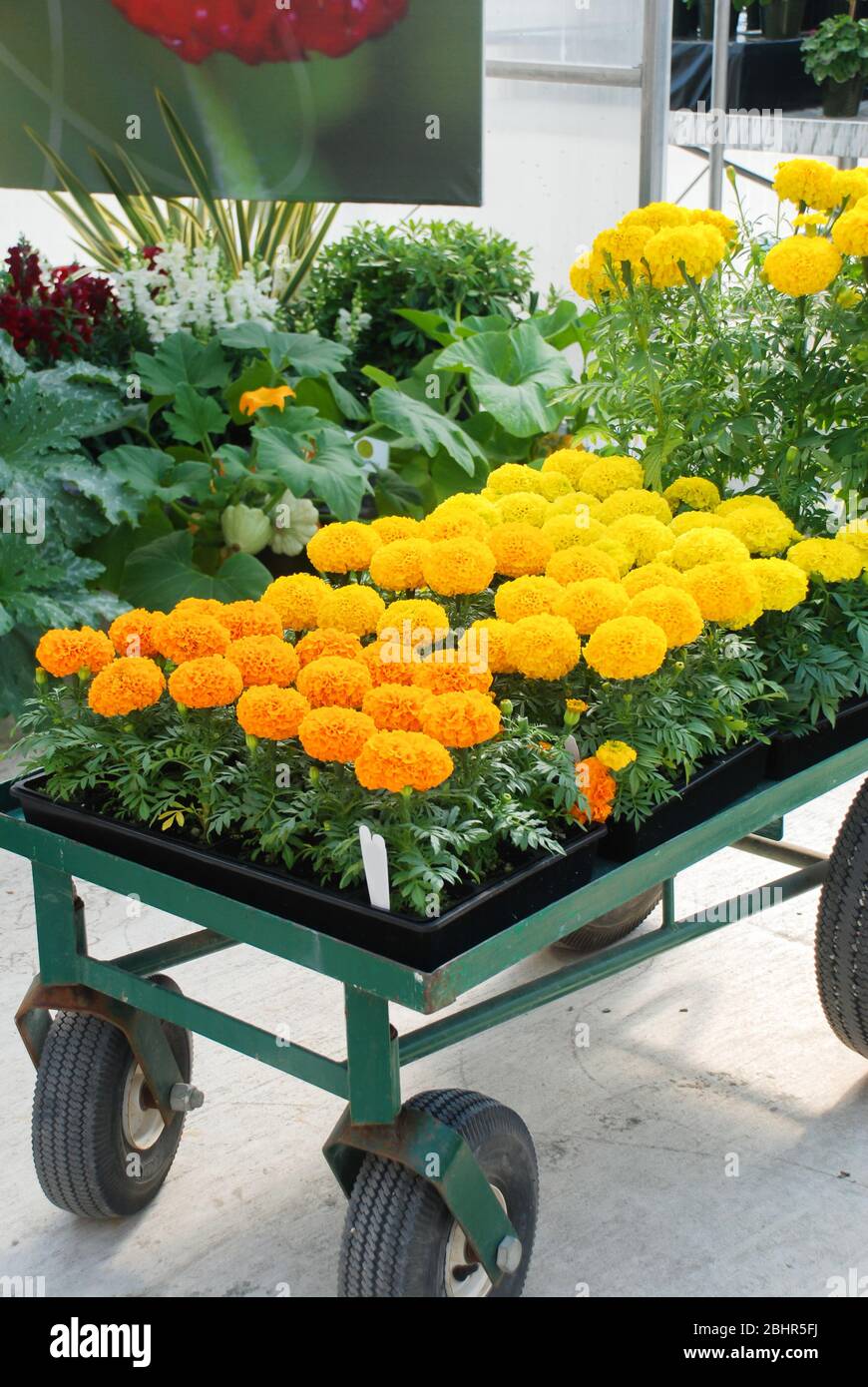 Marigolds Mixed Color (Tagetes erecta, Mexican marigold, Aztec marigold ...
