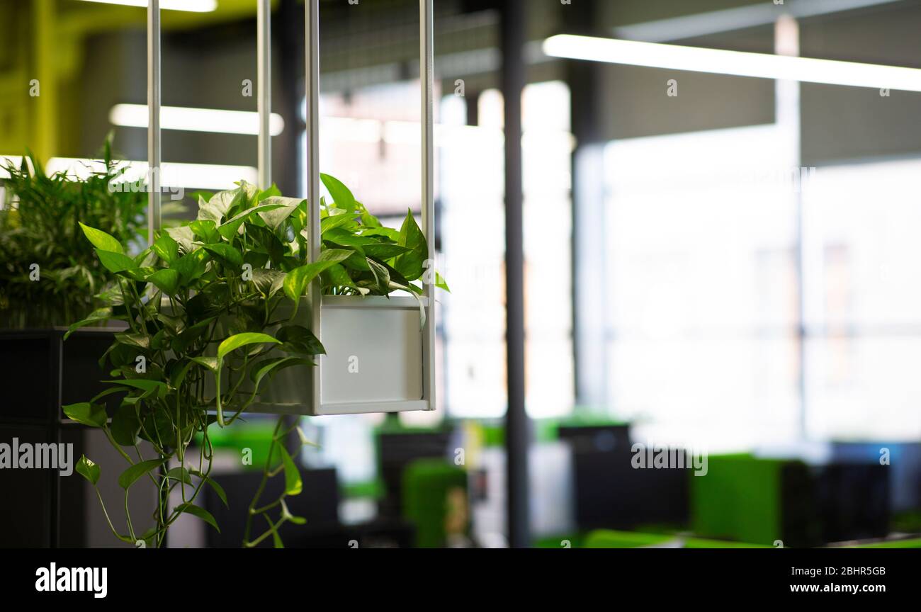 Eco concept or green office plant tree and garden in interiors Stock ...