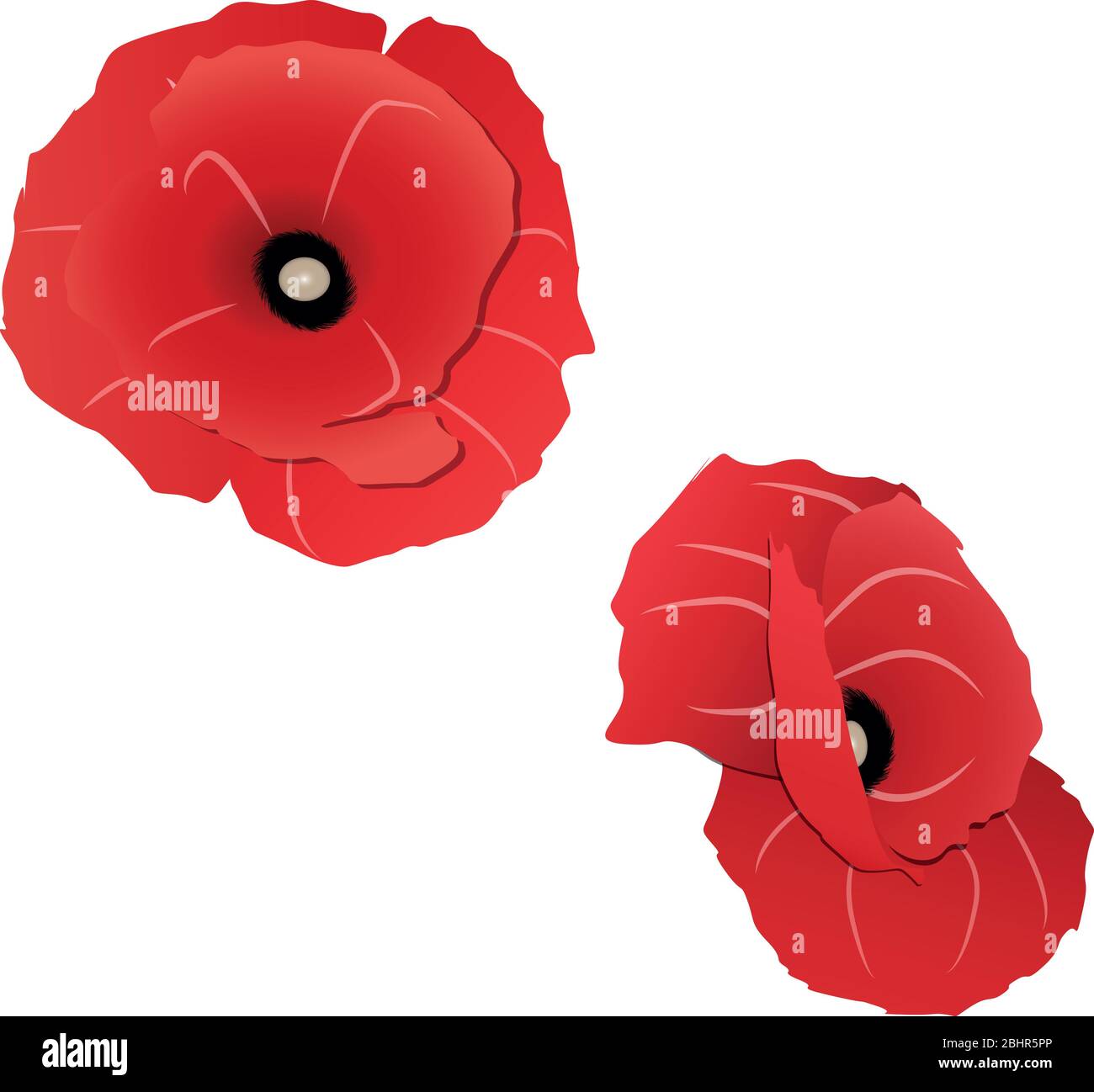 Two heads of red poppies. One with a top view, one with a side view ...