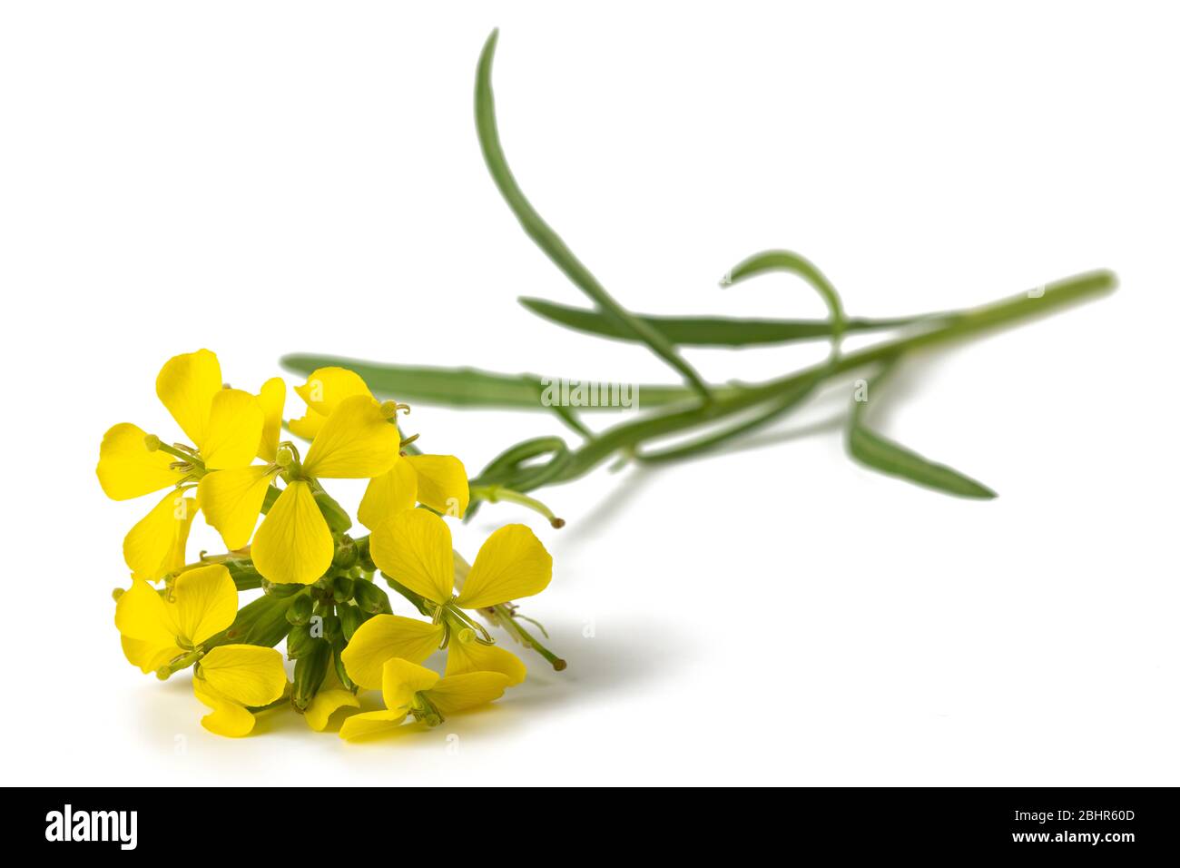 Yellow Wallflowers isolated on white background Stock Photo - Alamy