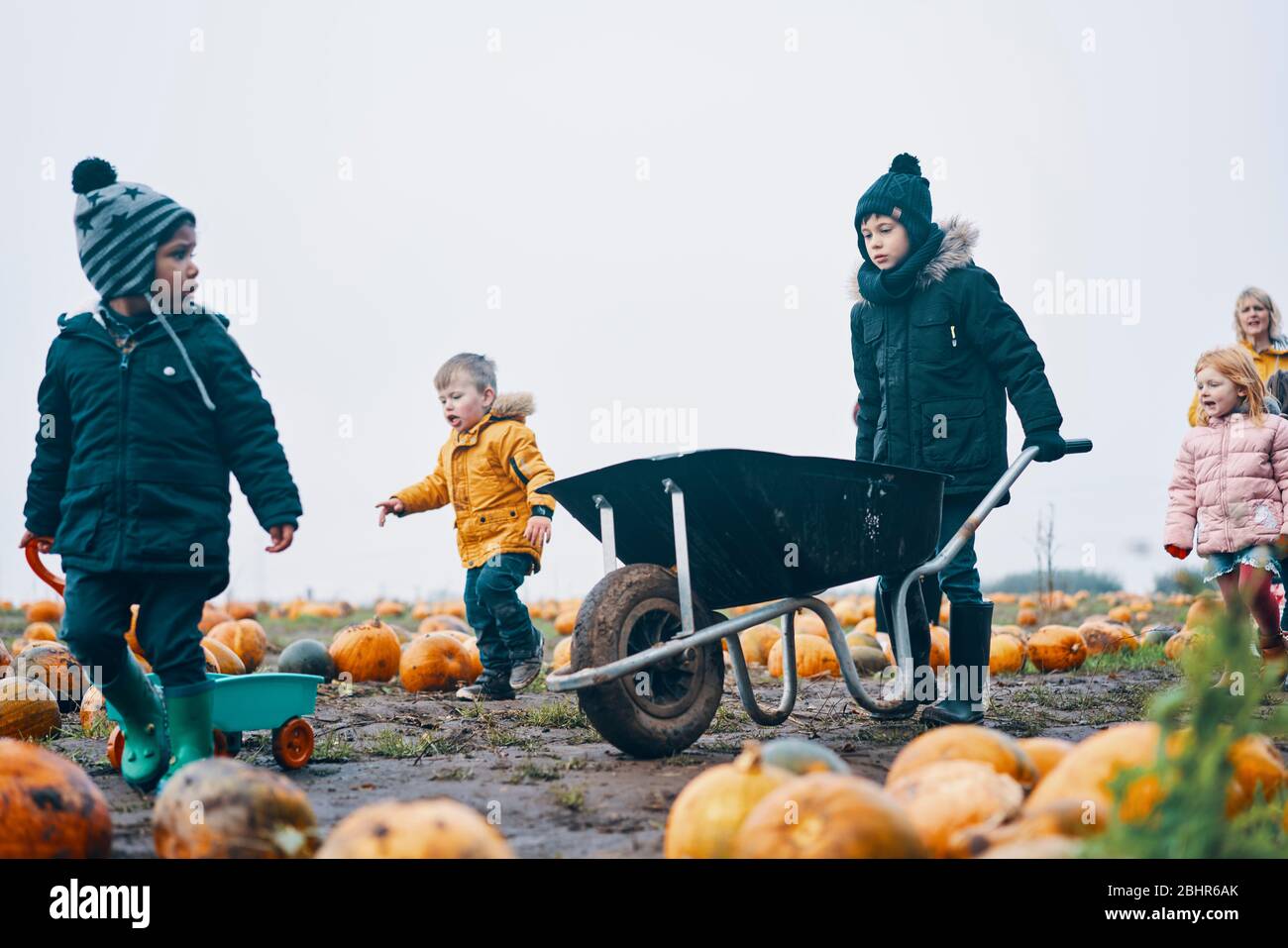 Children and one woman walking through a field of pumpkins pushing a ...