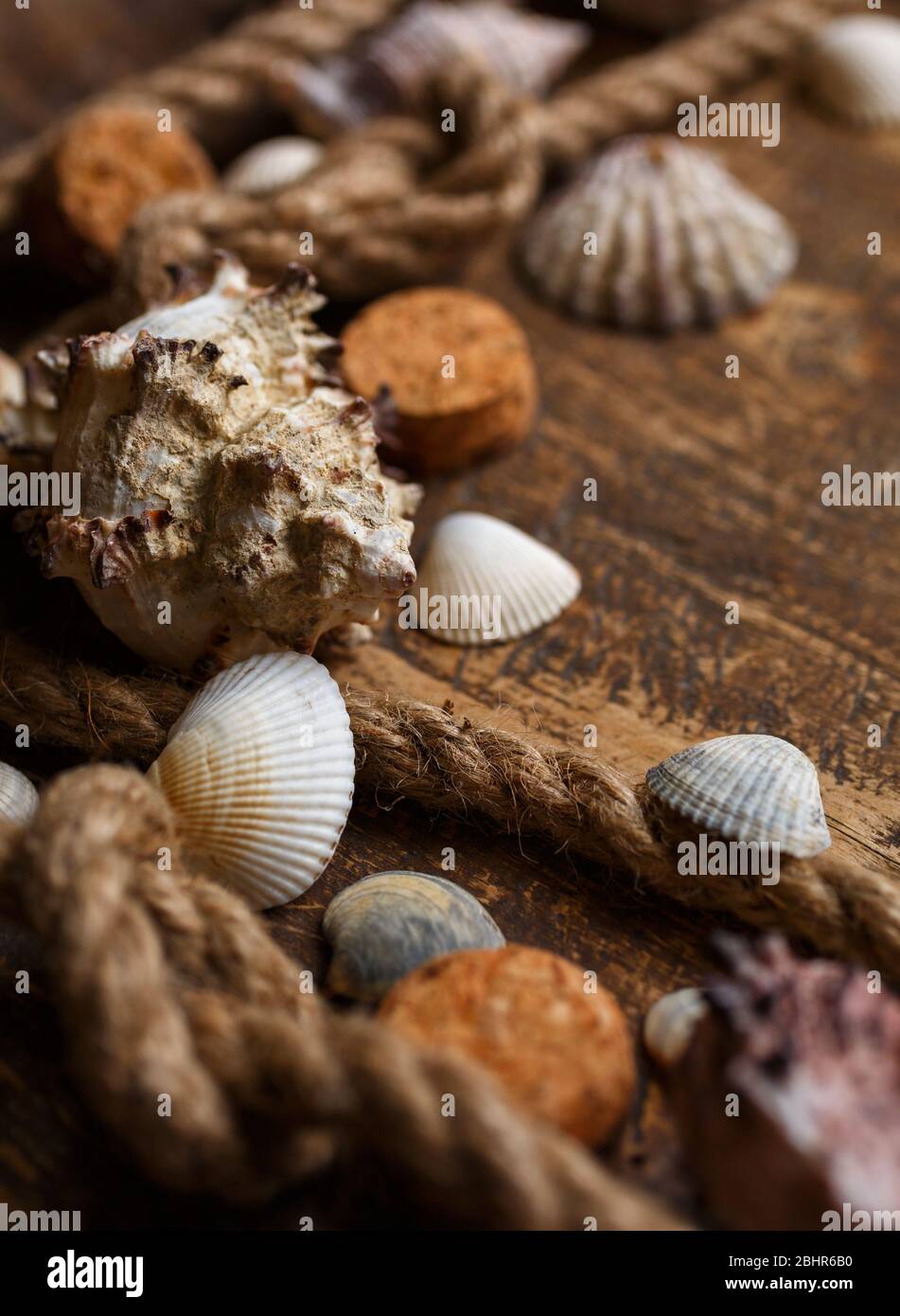 Various seashells and mooring rope on wooden background. Close up photo ...