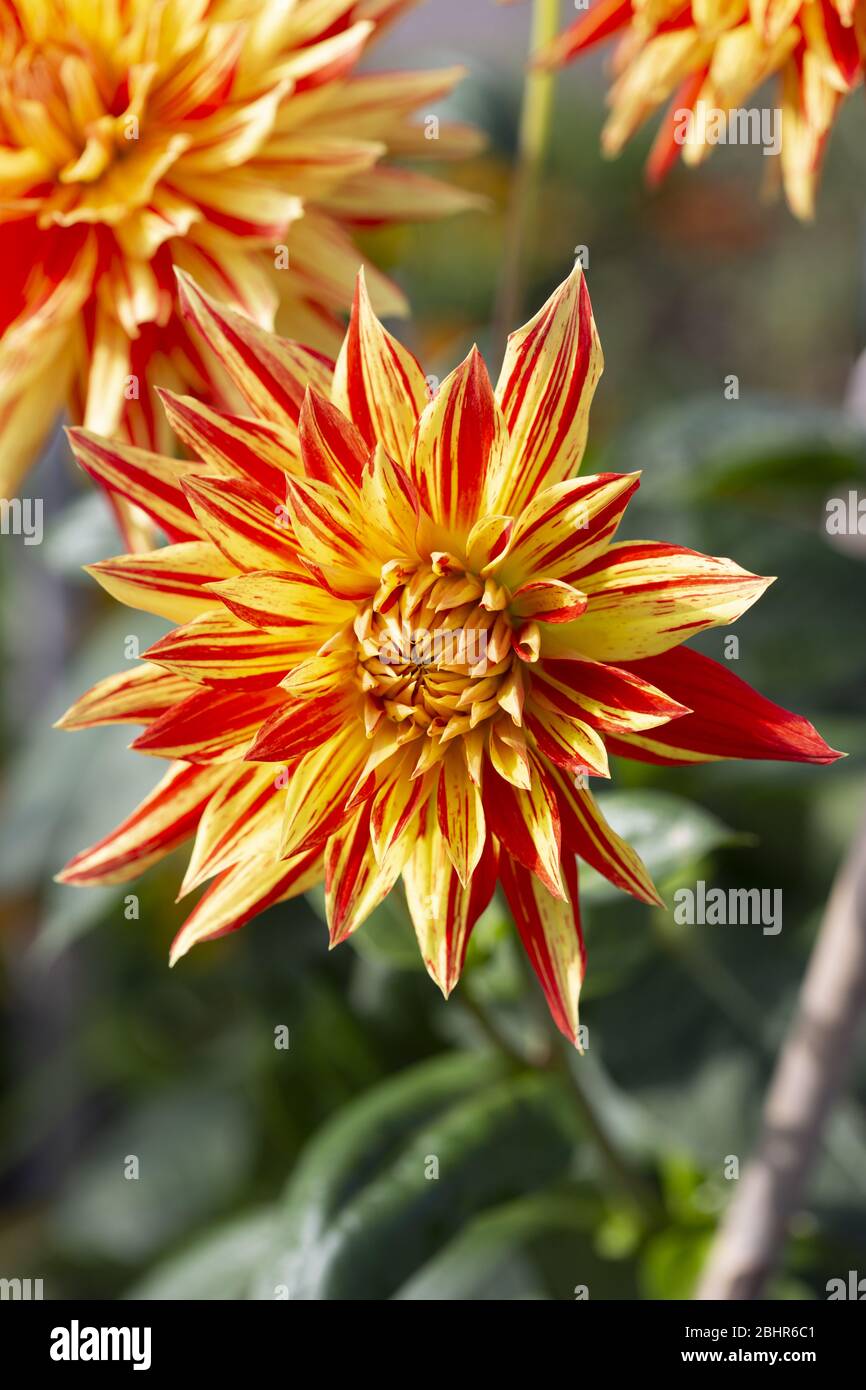 Dahlia vulcan hi-res stock photography and images - Alamy