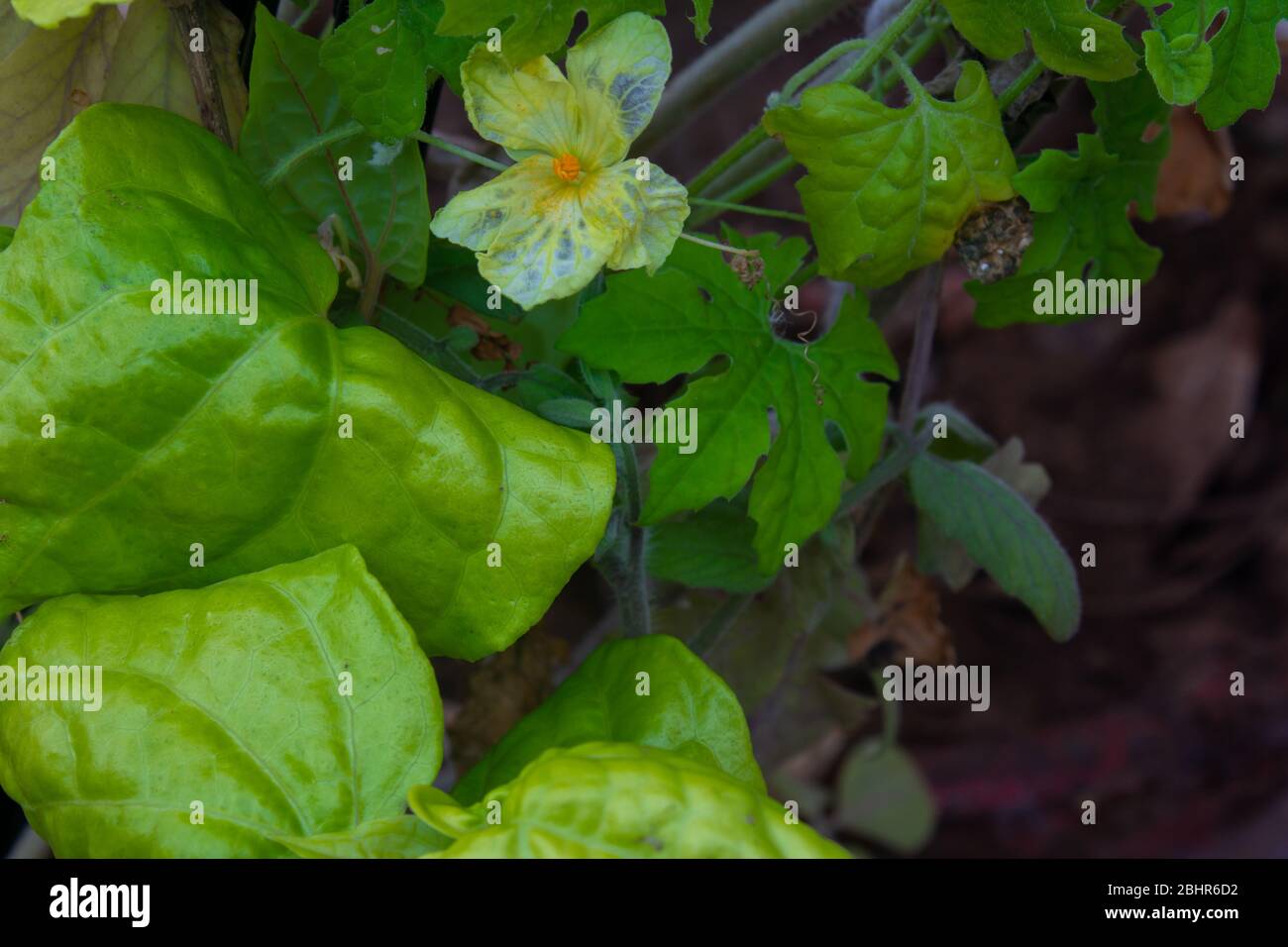 Betel flower hi-res stock photography and images - Alamy