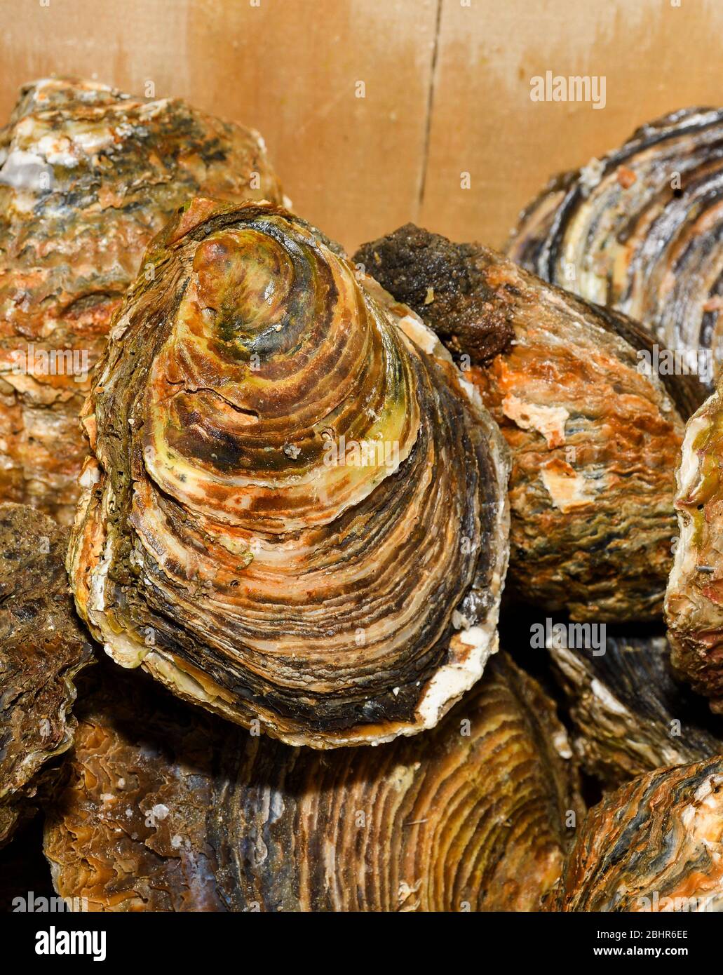 Oyster is the common name for a number of different families of salt ...